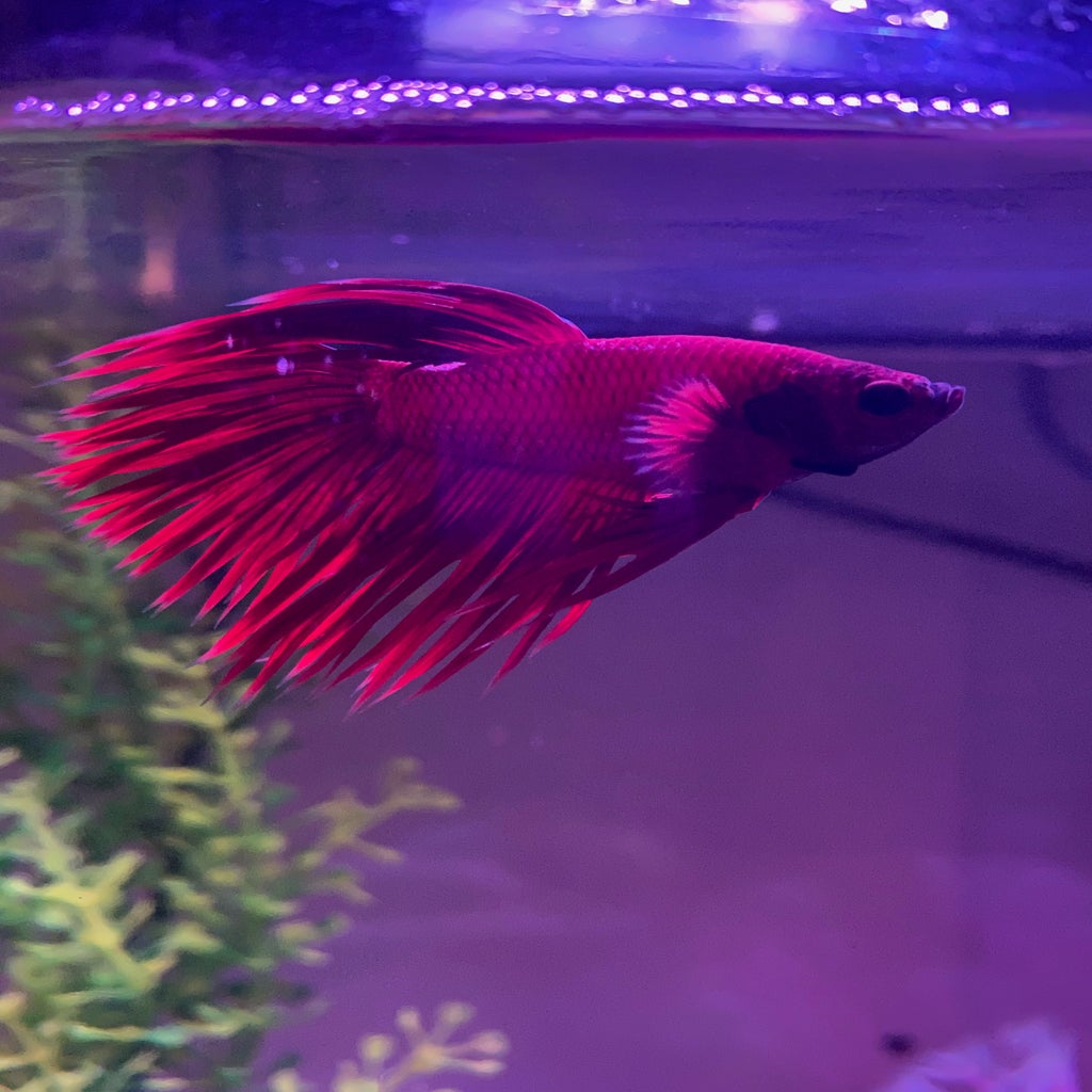 Yes, a Fish is a Pet: My Experience With My New Betta Fish
