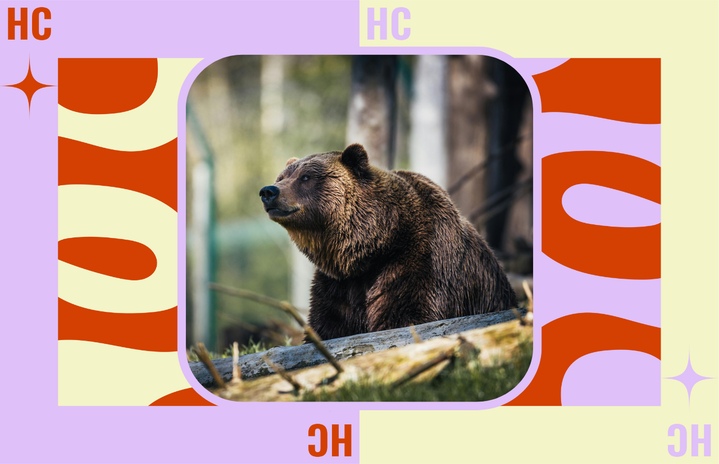 What Does "Choosing The Bear" Mean On TikTok? Here's What You Need To ...