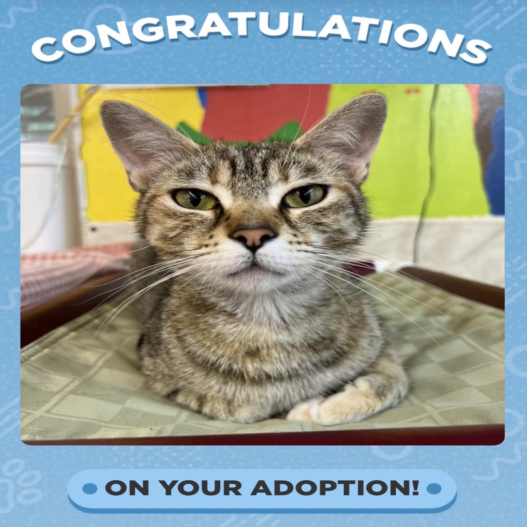 The Journey of Adopting My First Cat