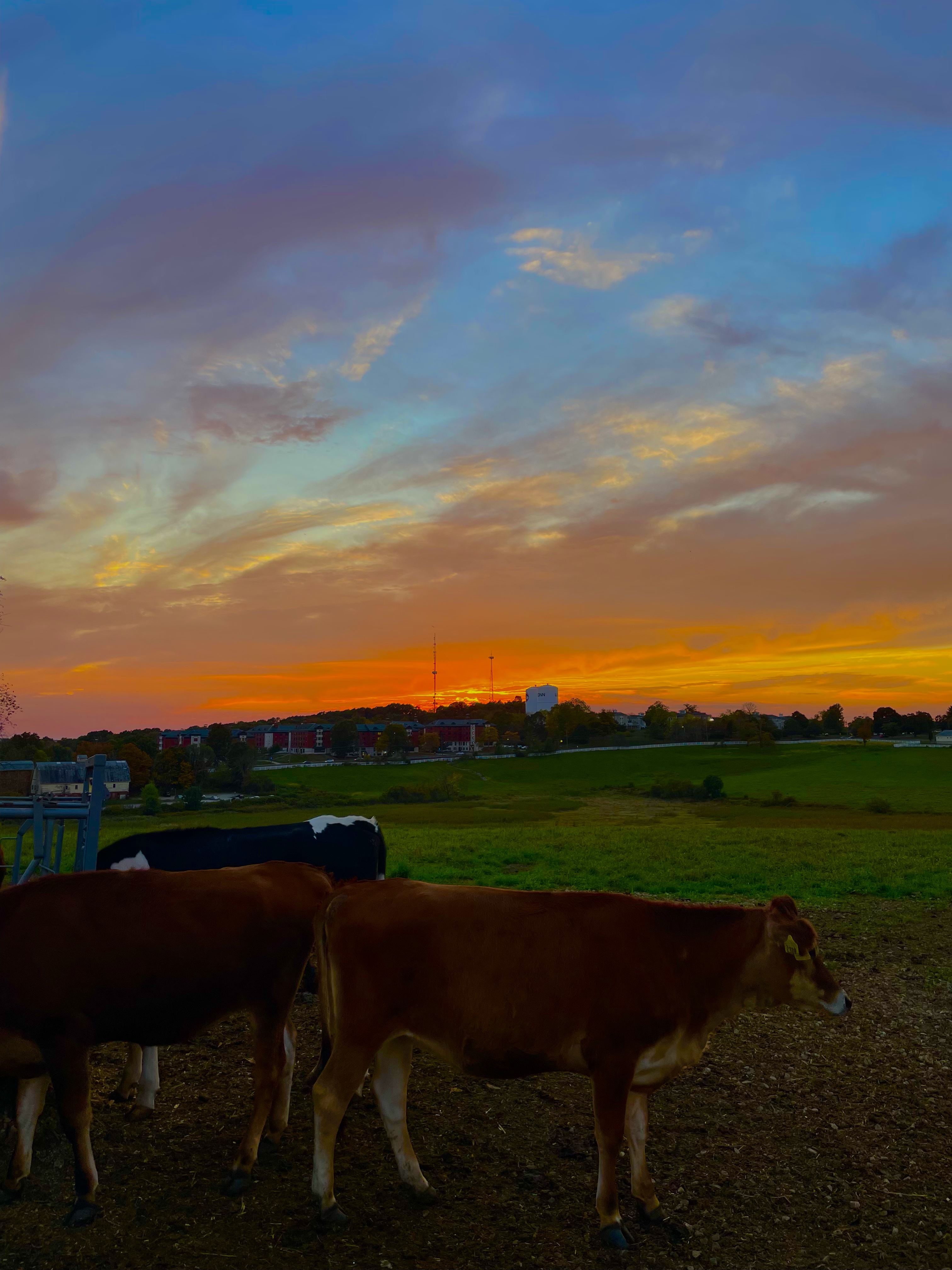The Best Places To Take A Walk At UConn
