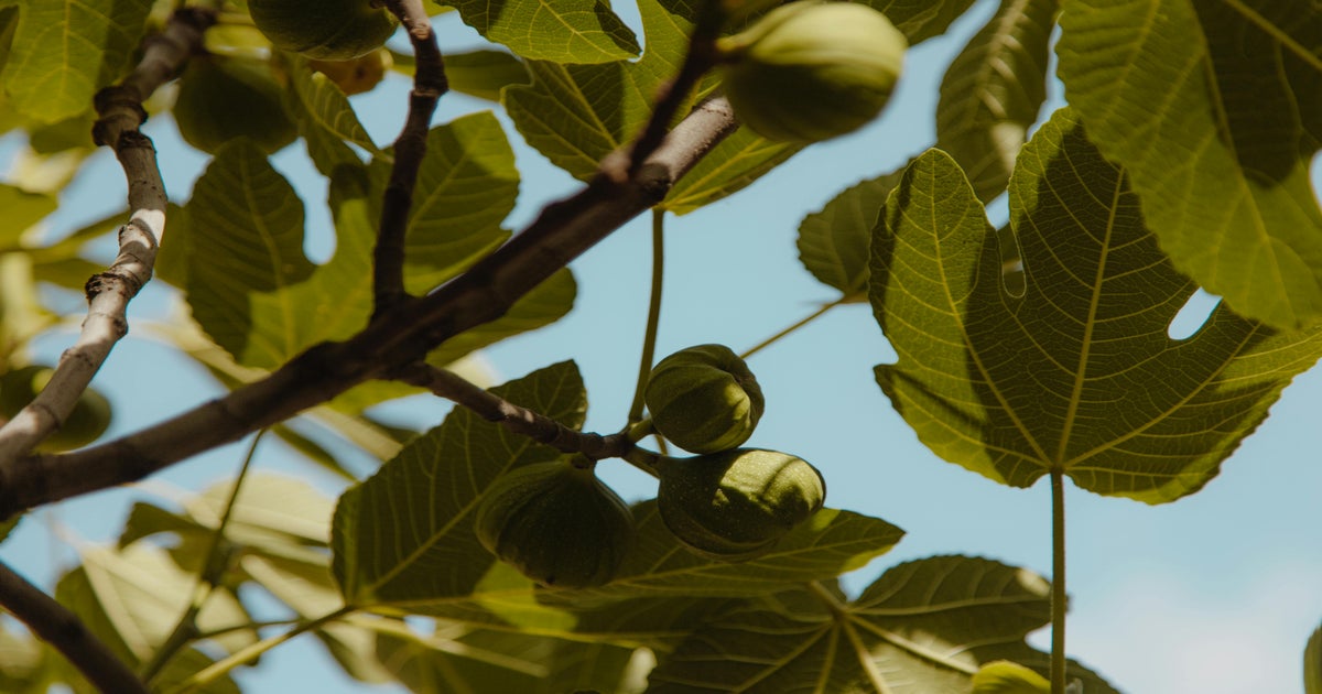 Branches on Our Fig Trees: How TXST Students Navigate Conflicting Dreams