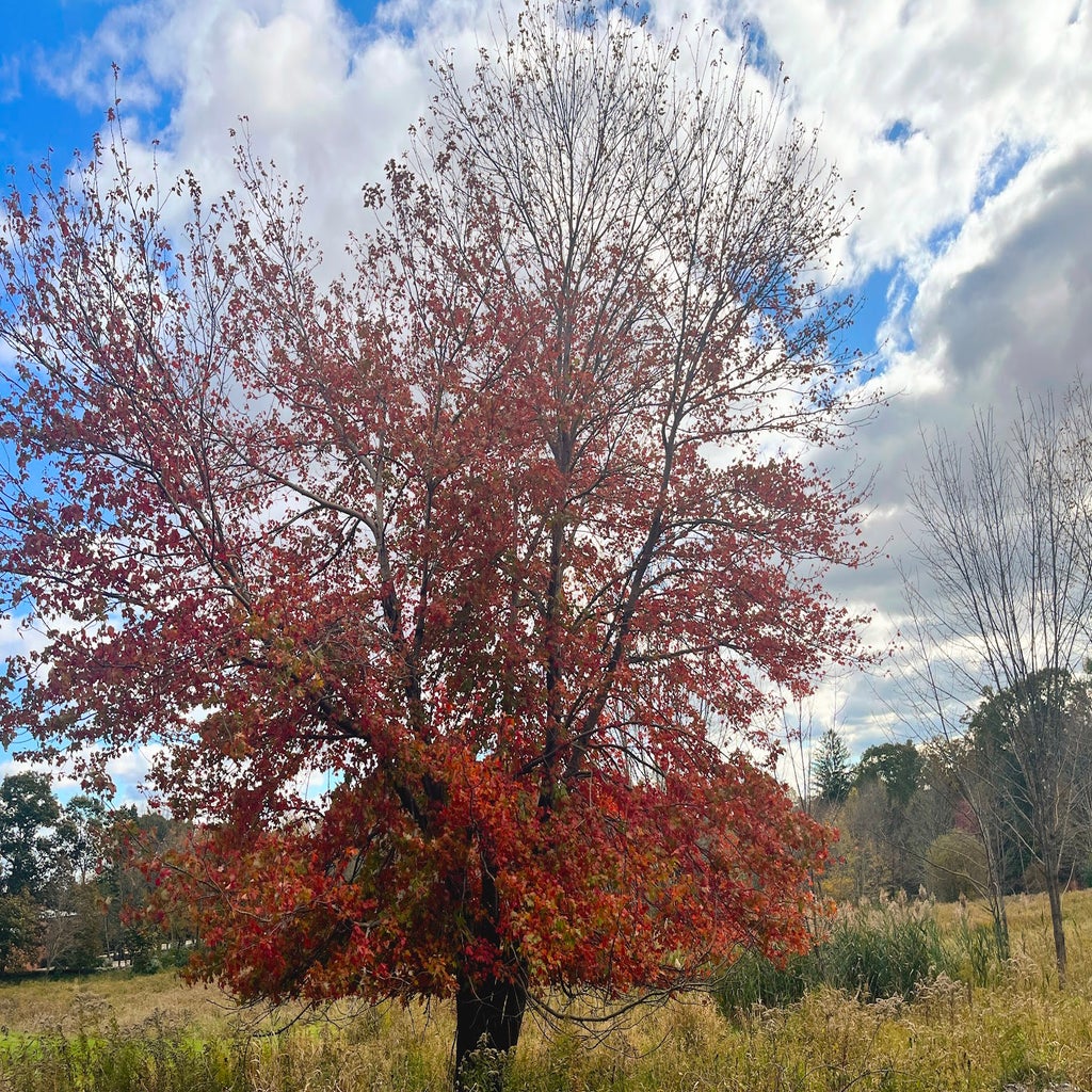 My "Gilmore Girls" Season: Experiencing Northern Fall As A Southerner