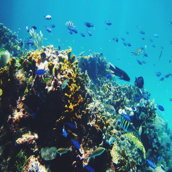 “Seaspiracy:” Why This Controversial Netflix Documentary Sends an ...