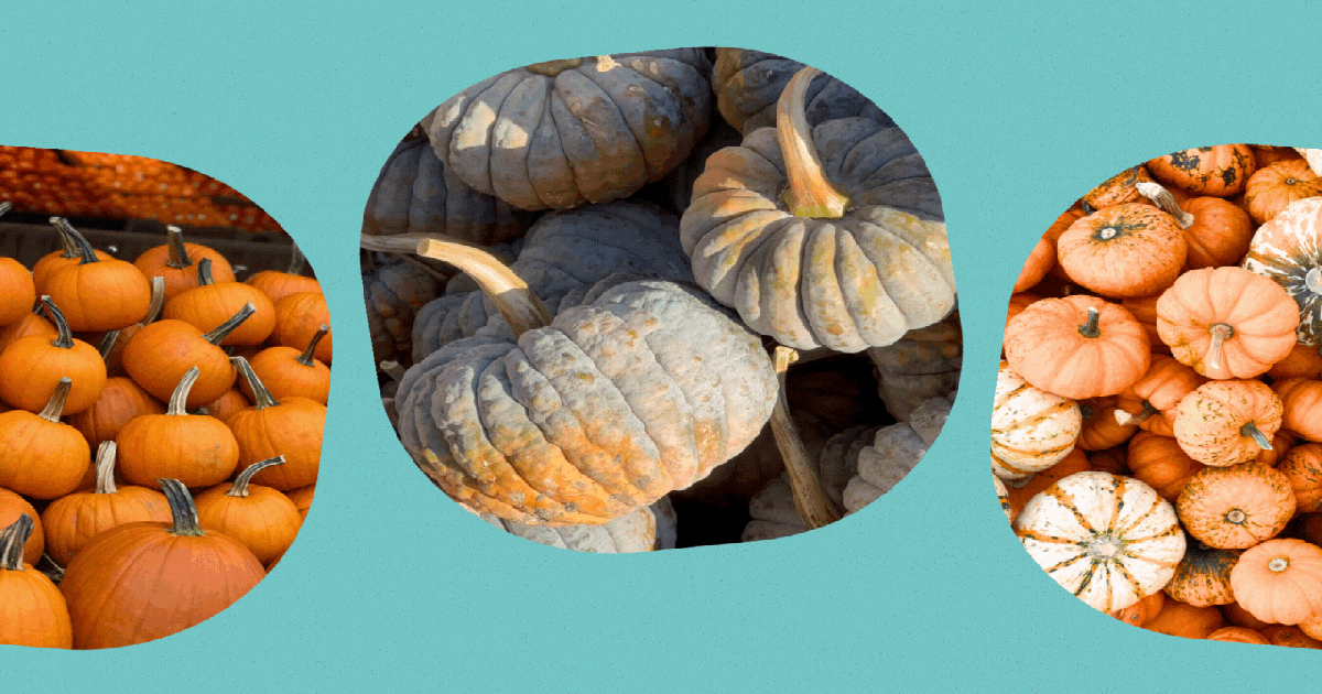 Your Fall Guide To Picking Pumpkins