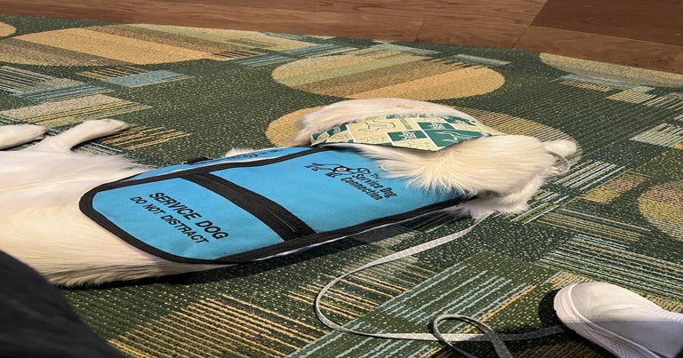 The Service Dog Complex