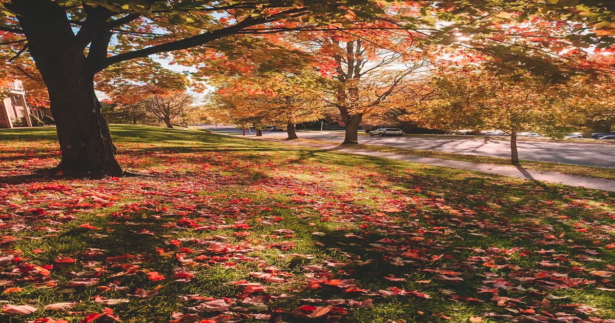 My November Reflection